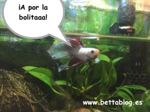 Cómo Alimentar a un Pez Betta | BettaBlog