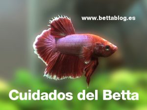 Pez Betta: Guía de Cuidados Definitiva | BettaBlog