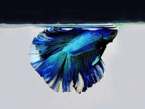 Pez Betta Azul: Fotos, Vídeos y cómo Comprar uno | BettaBlog